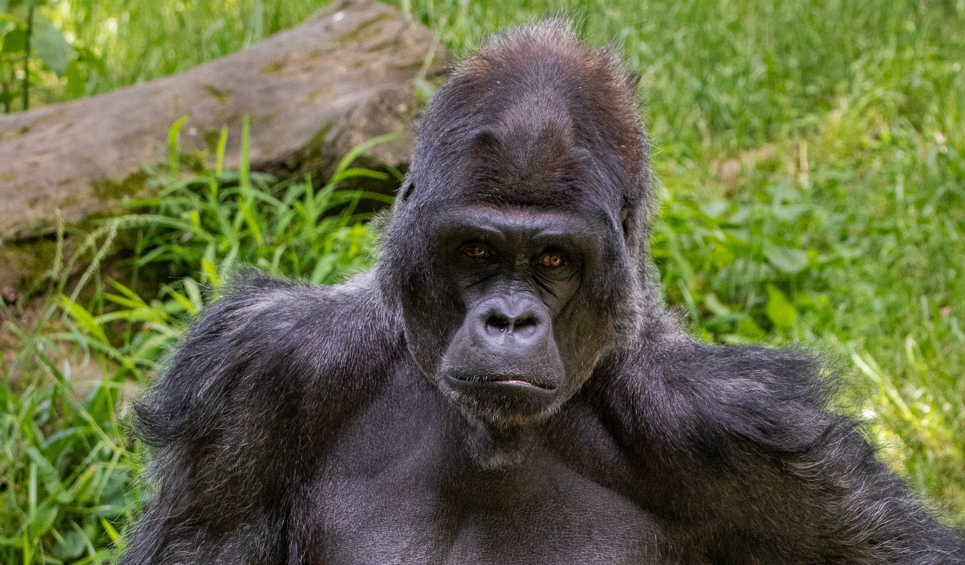 Eastern Lowland Gorillas: A Guide to Eastern Lowland Gorilla Facts ...